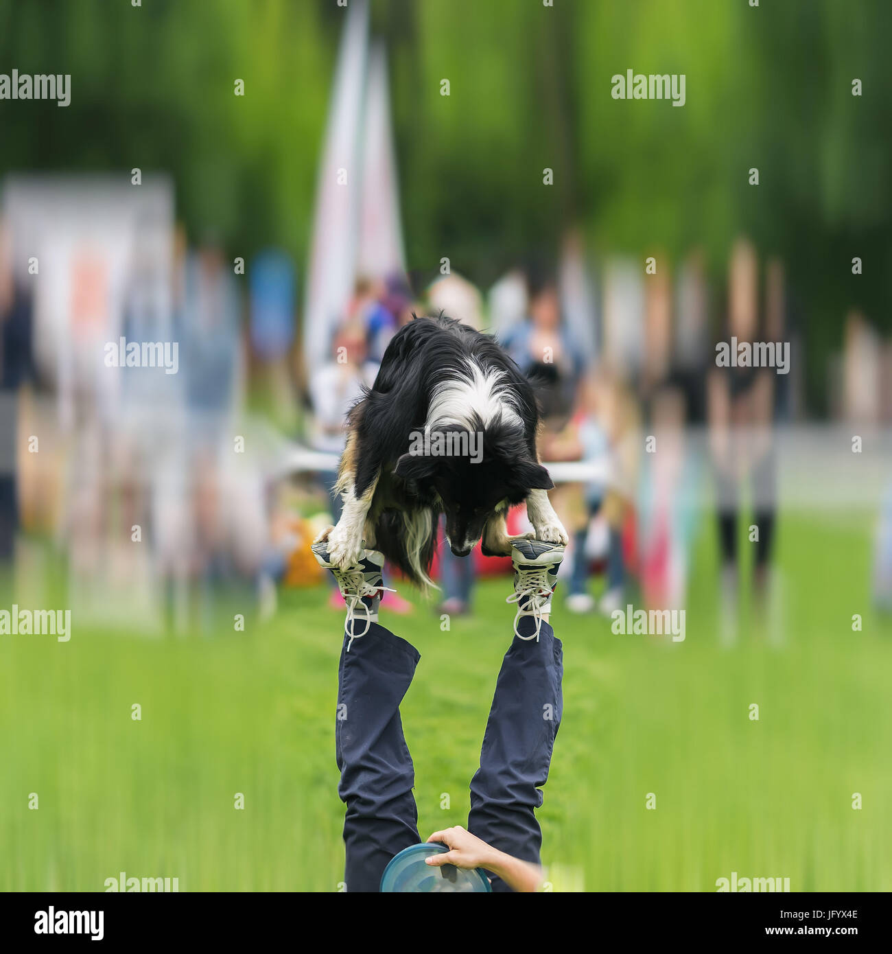 Funny performance of capable domestic dog with his master on dog ...