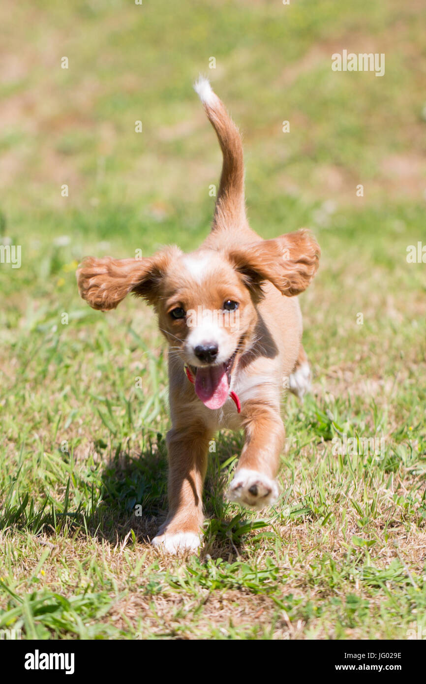 Cockapoo Puppies High Resolution Stock Photography and Images - Alamy