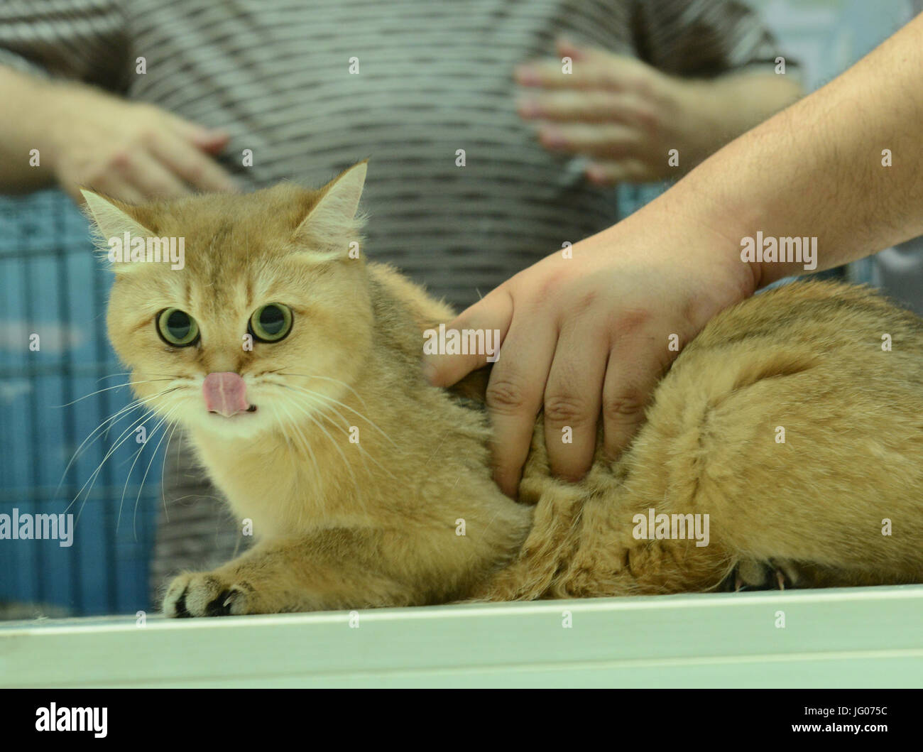 Wcf cat hi-res stock photography and images - Alamy