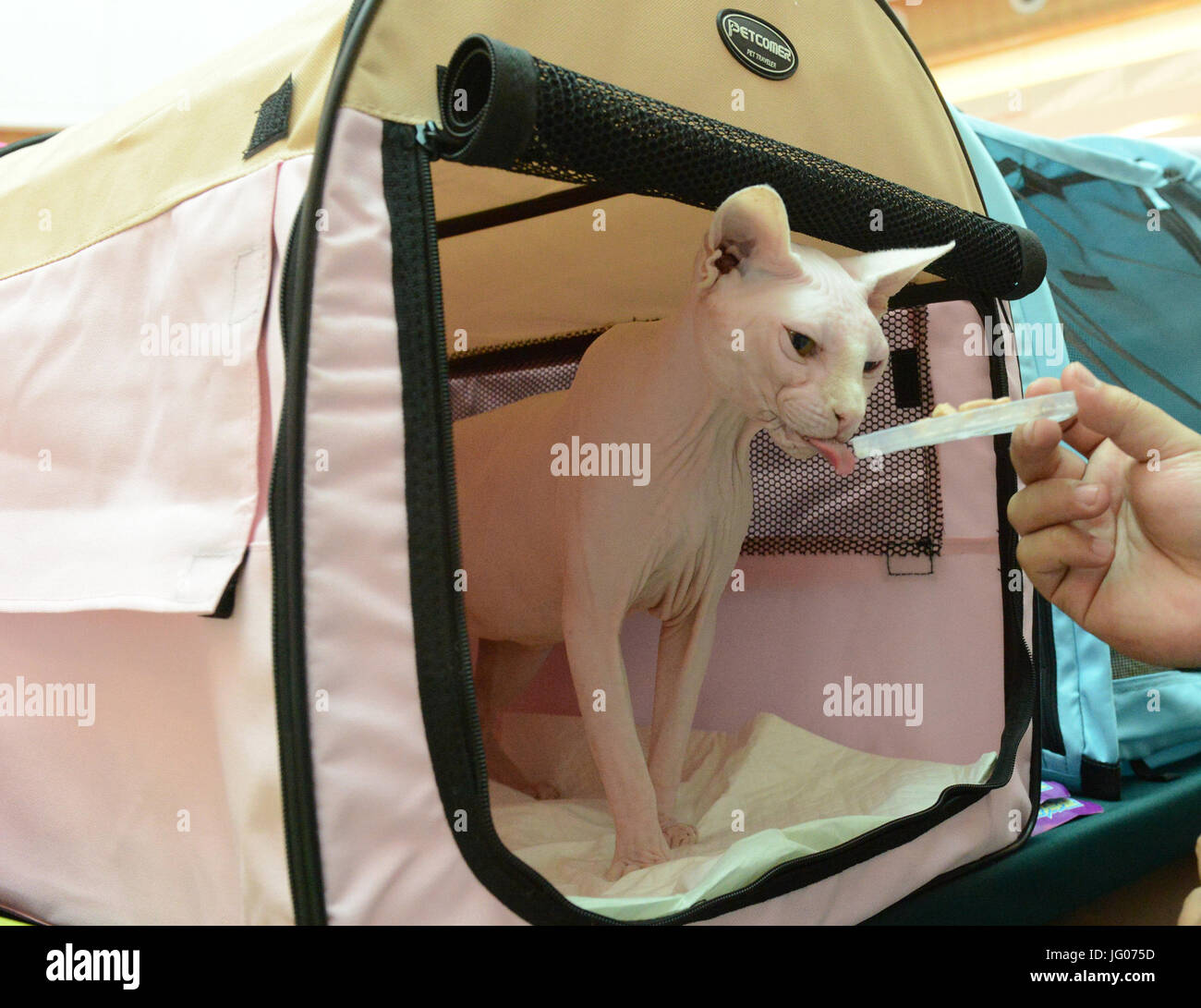 Wcf cat hi-res stock photography and images - Alamy