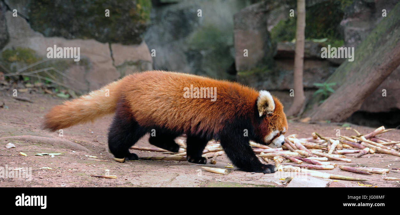 Chengdu, China. 10th Apr, 2017. The red panda (also called lesser panda ...