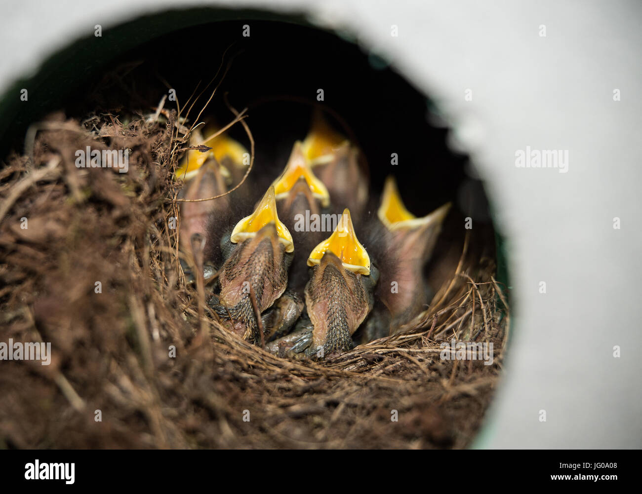 Small chicks of the European Robin can be seen with opened beaks in a ...