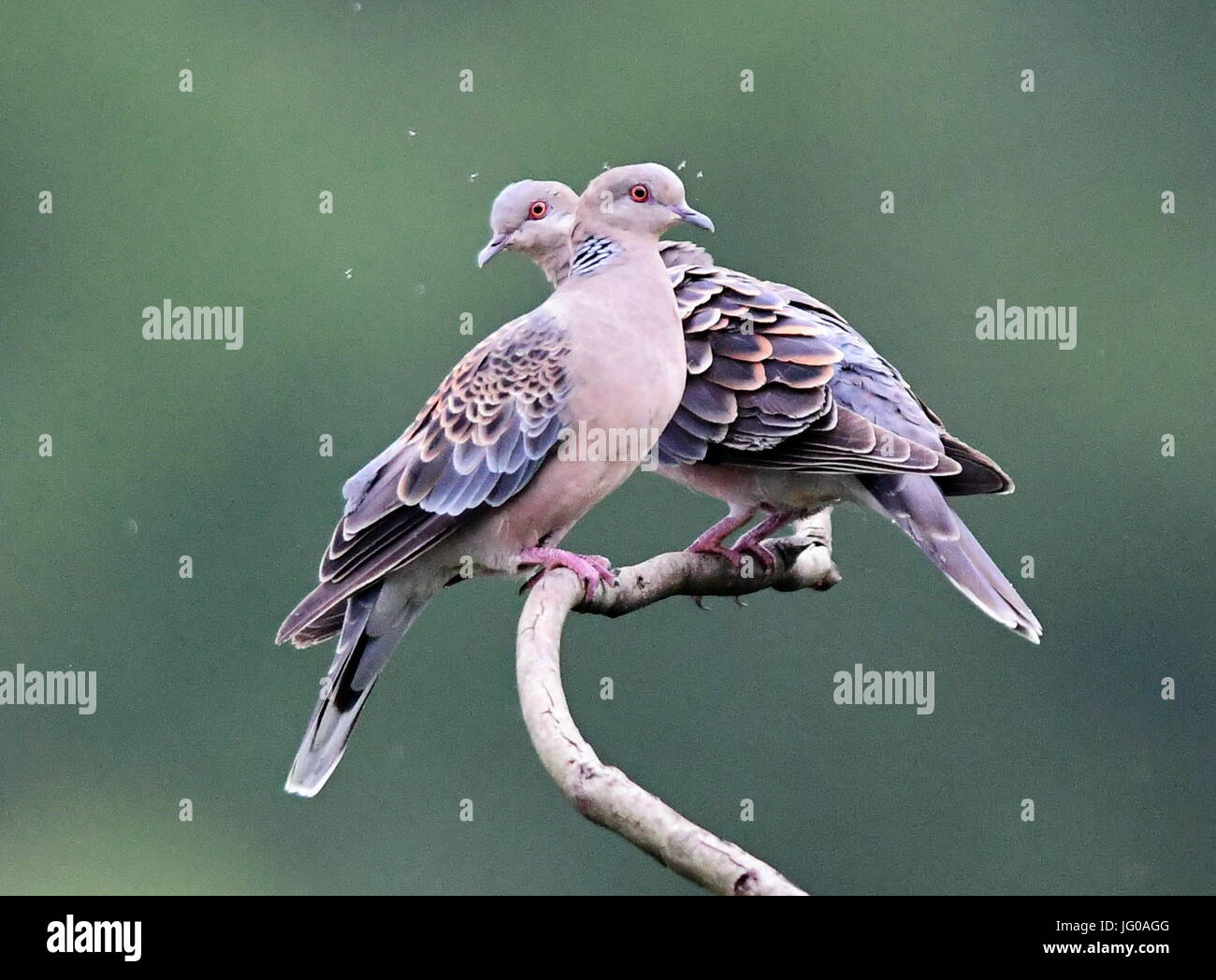 Spotted doves hi-res stock photography and images - Alamy