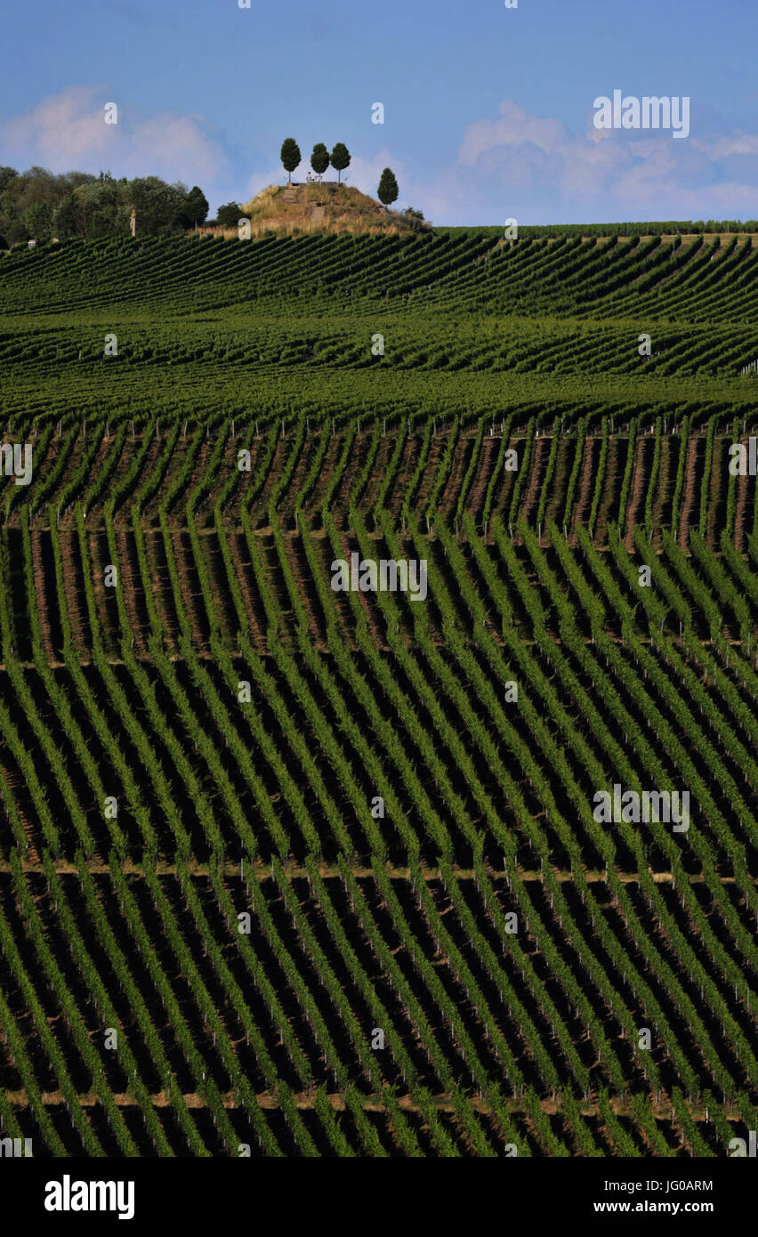 Nordheim, Germany. 30th June, 2017. A vinyard can be seen near Nordheim ...
