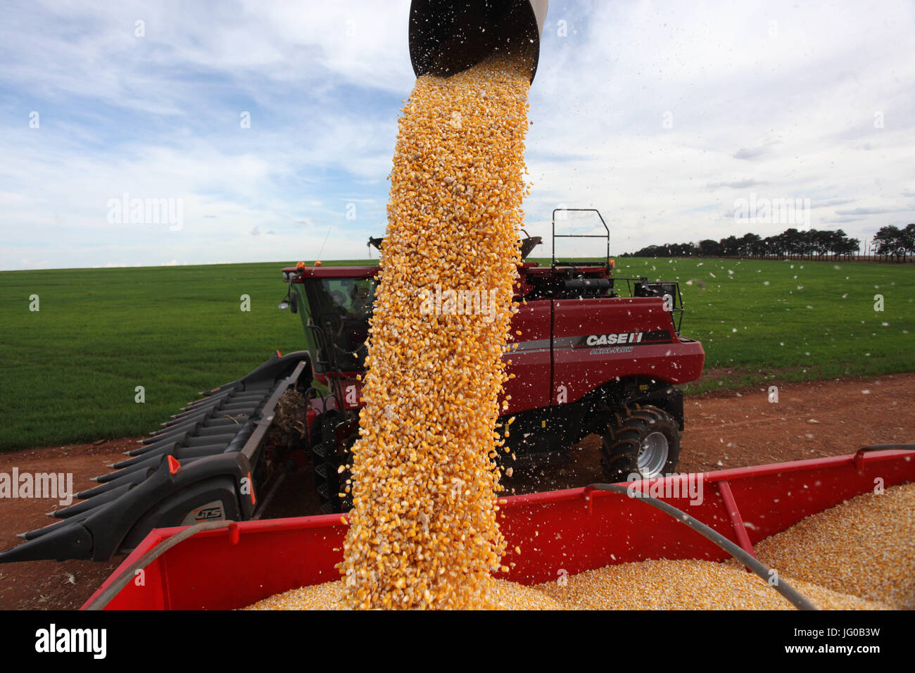CAMPO MOURÃO, PR - 02.07.2017: COLHEITA DO MILHO SAFRINHA EM CAMPO ...