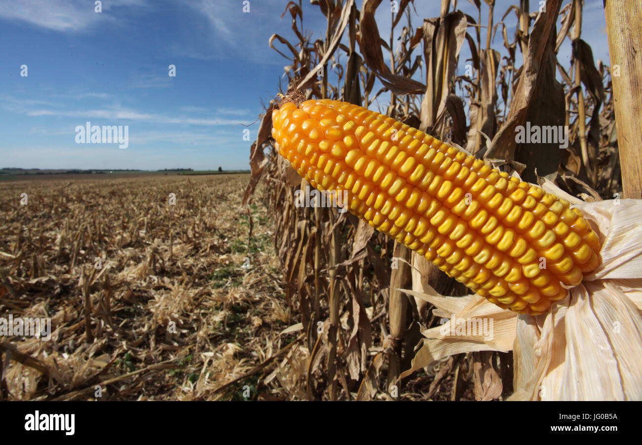 CAMPO MOURÃO, PR - 02.07.2017: COLHEITA DO MILHO SAFRINHA EM CAMPO ...