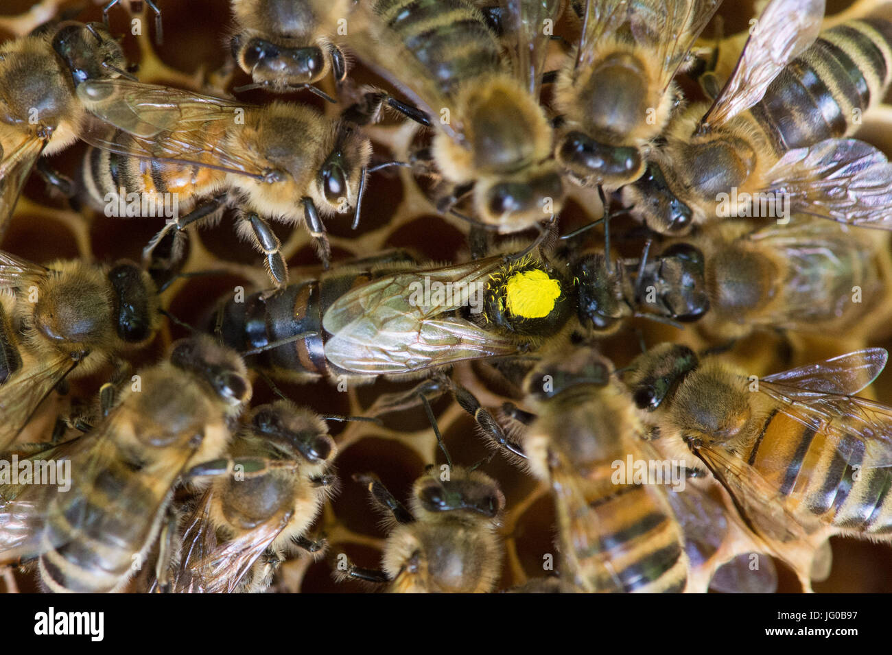 A Queen bee can be seen surrounded by honey bees on its comb in Kloetze ...
