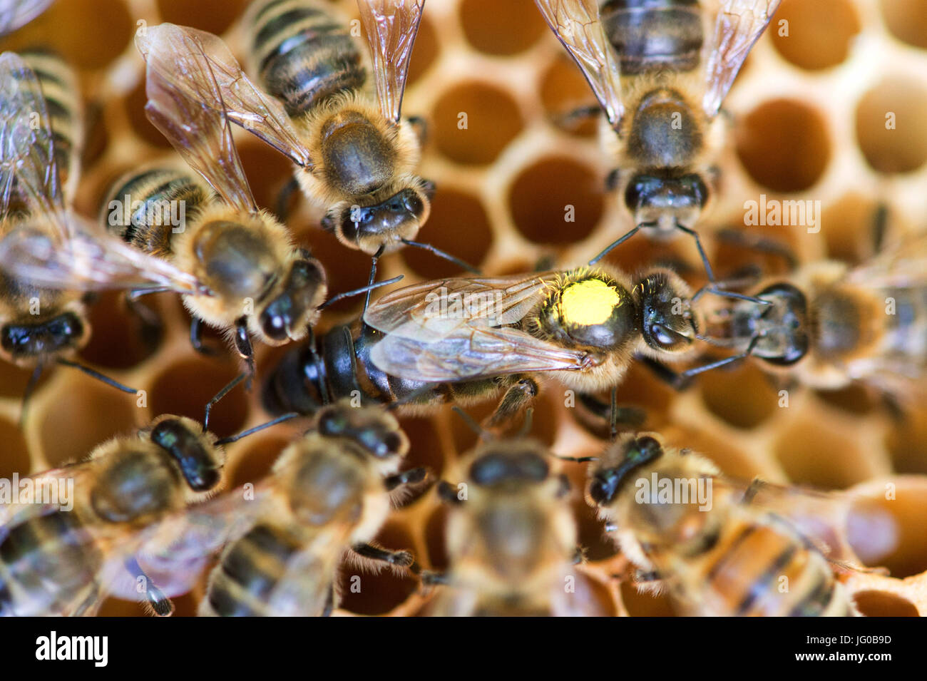 Surrounded by bees hi-res stock photography and images - Alamy
