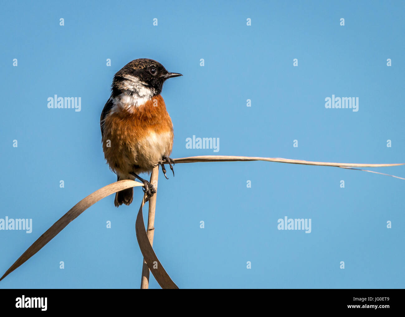 Reed stem background High Resolution Stock Photography and Images - Alamy