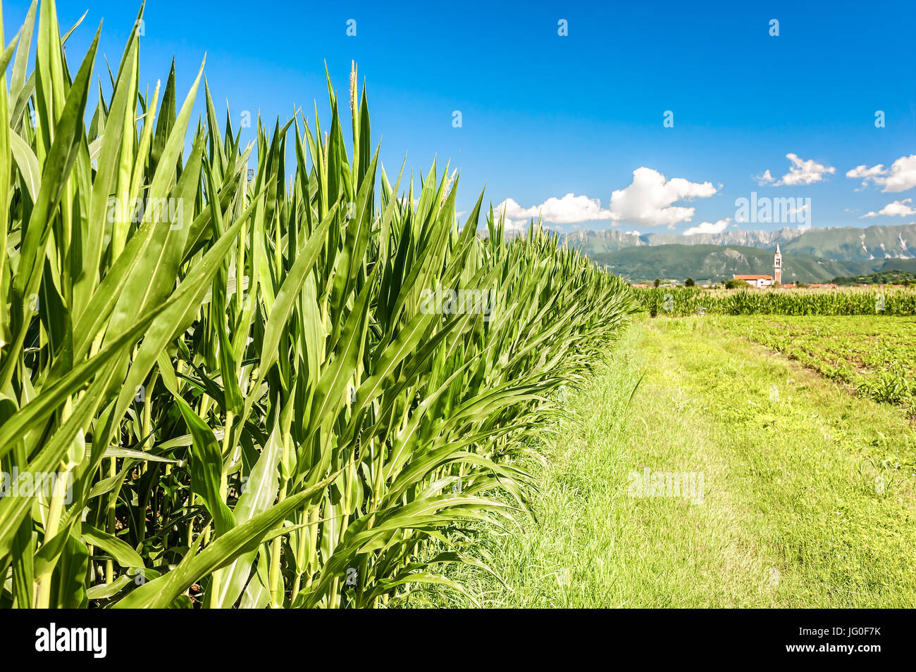 Agricultural landscape. Field of corn, mountains and blue sky with ...