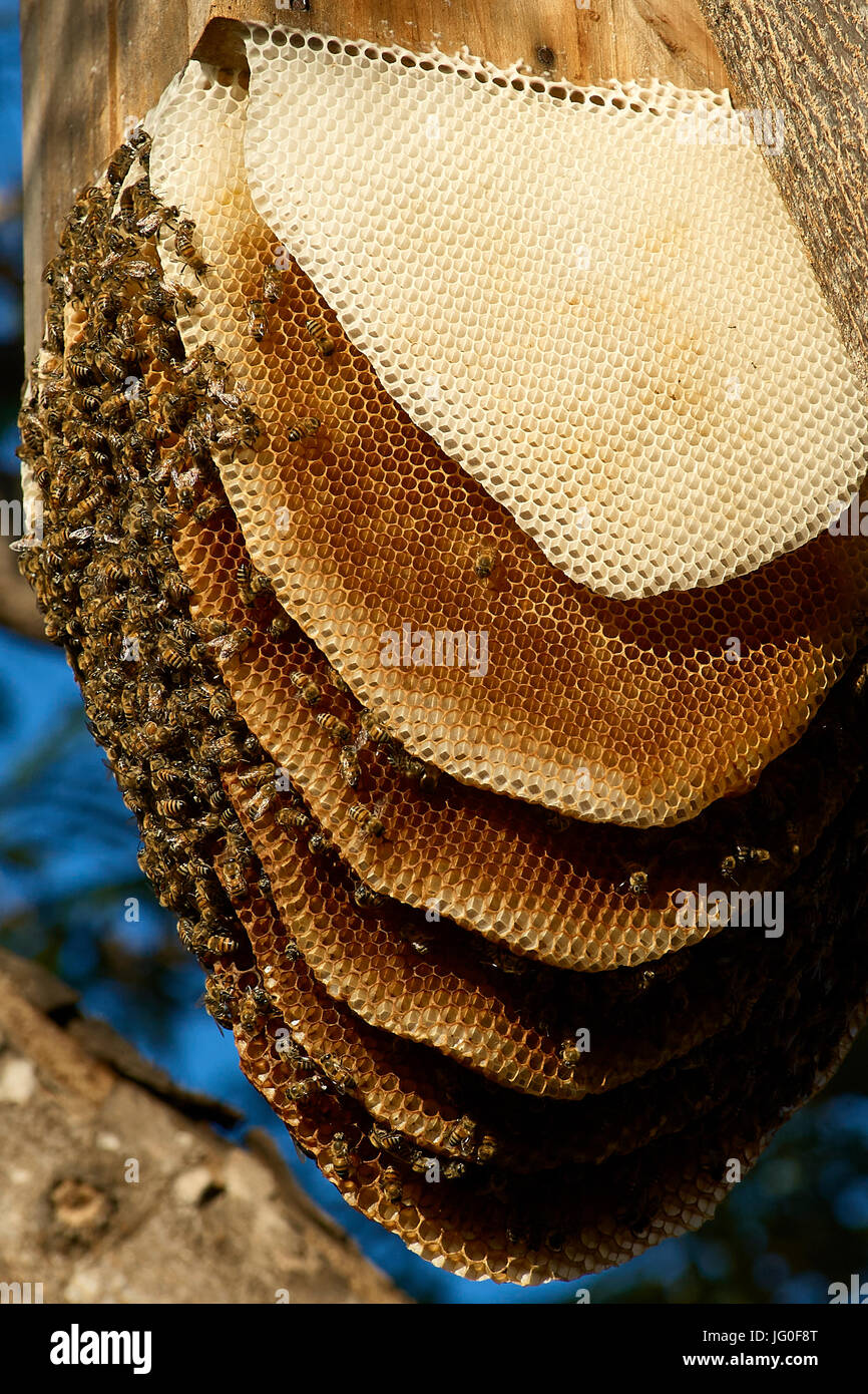 Natural Beehive Structure