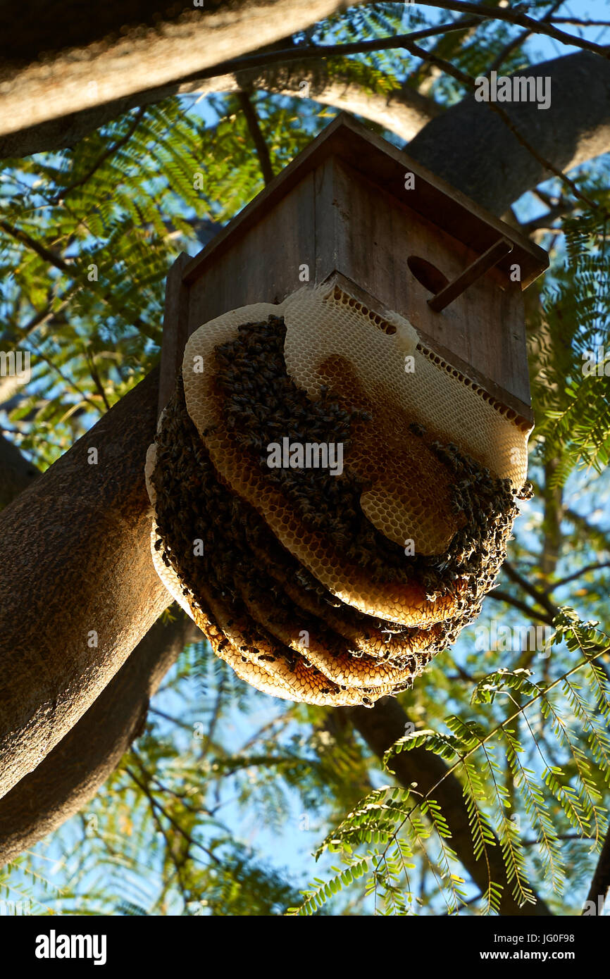 Open beehive attached to a bird house Stock Photo - Alamy