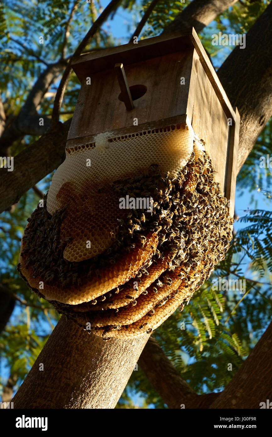 Open beehive attached to a bird house Stock Photo - Alamy