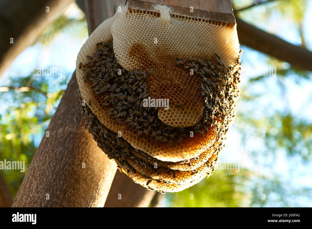 Natural Beehive Construction