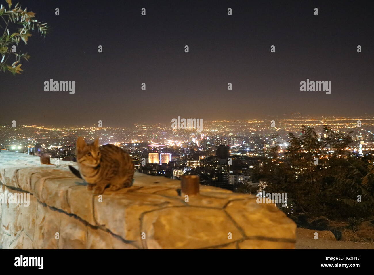 The Cat and the City Stock Photo - Alamy