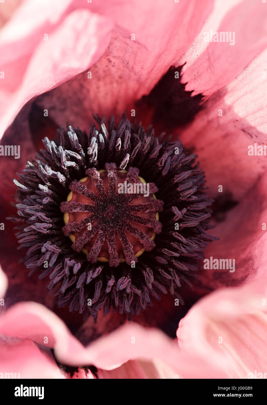 Poppy book cover hi-res stock photography and images - Alamy