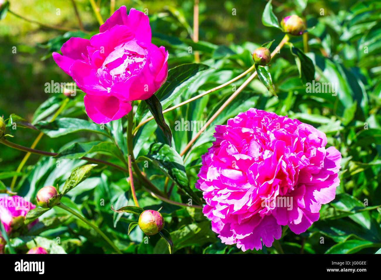 Delicate buds and peony flowers. Studio Photo Stock Photo - Alamy