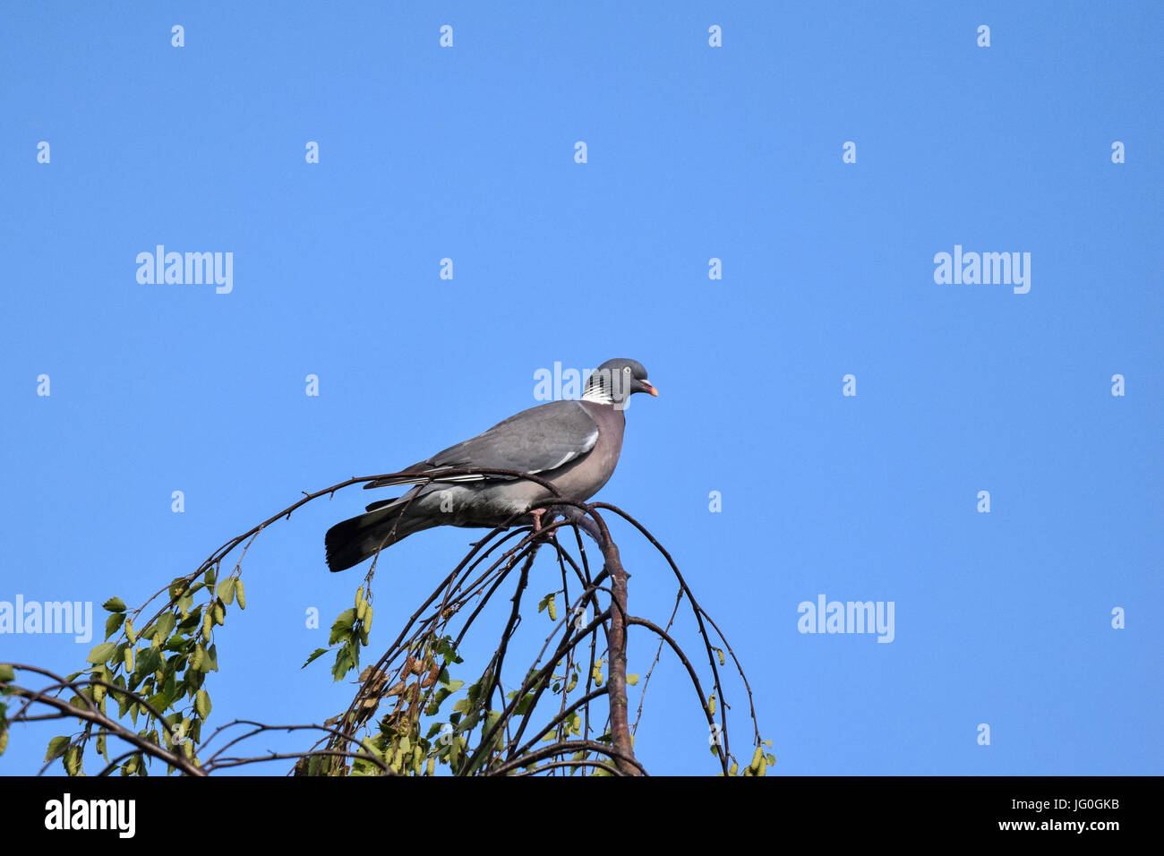 Real pigeon shooting hi-res stock photography and images - Alamy