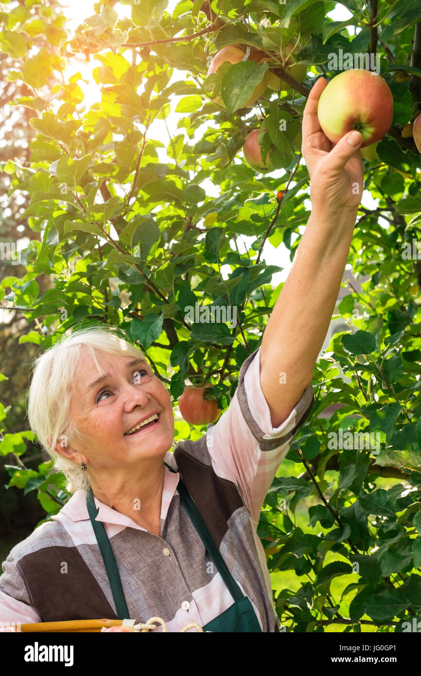 Lady smiling and picking apple Stock Photo - Alamy