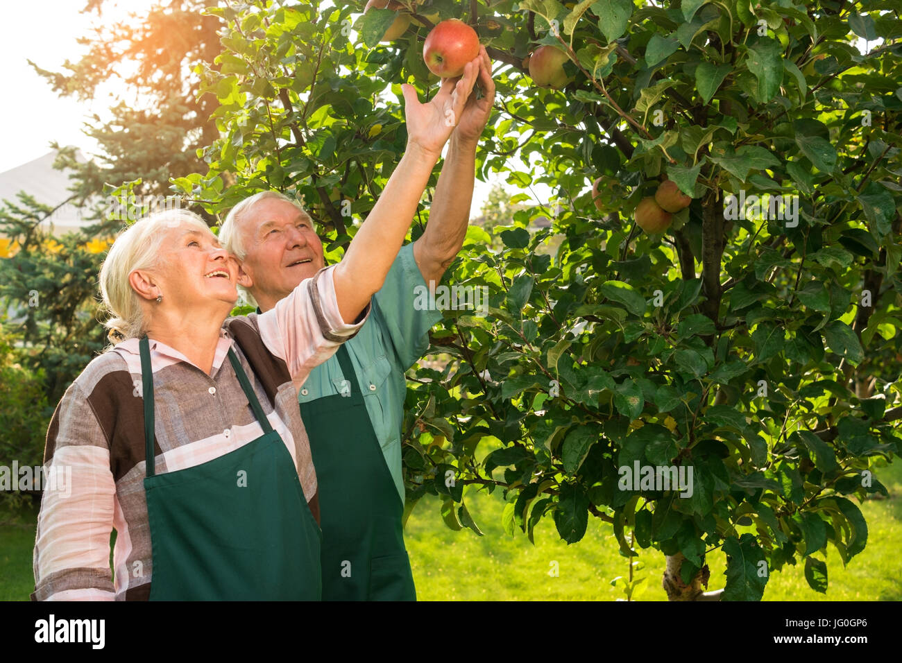 People picking apples and smiling Stock Photo - Alamy