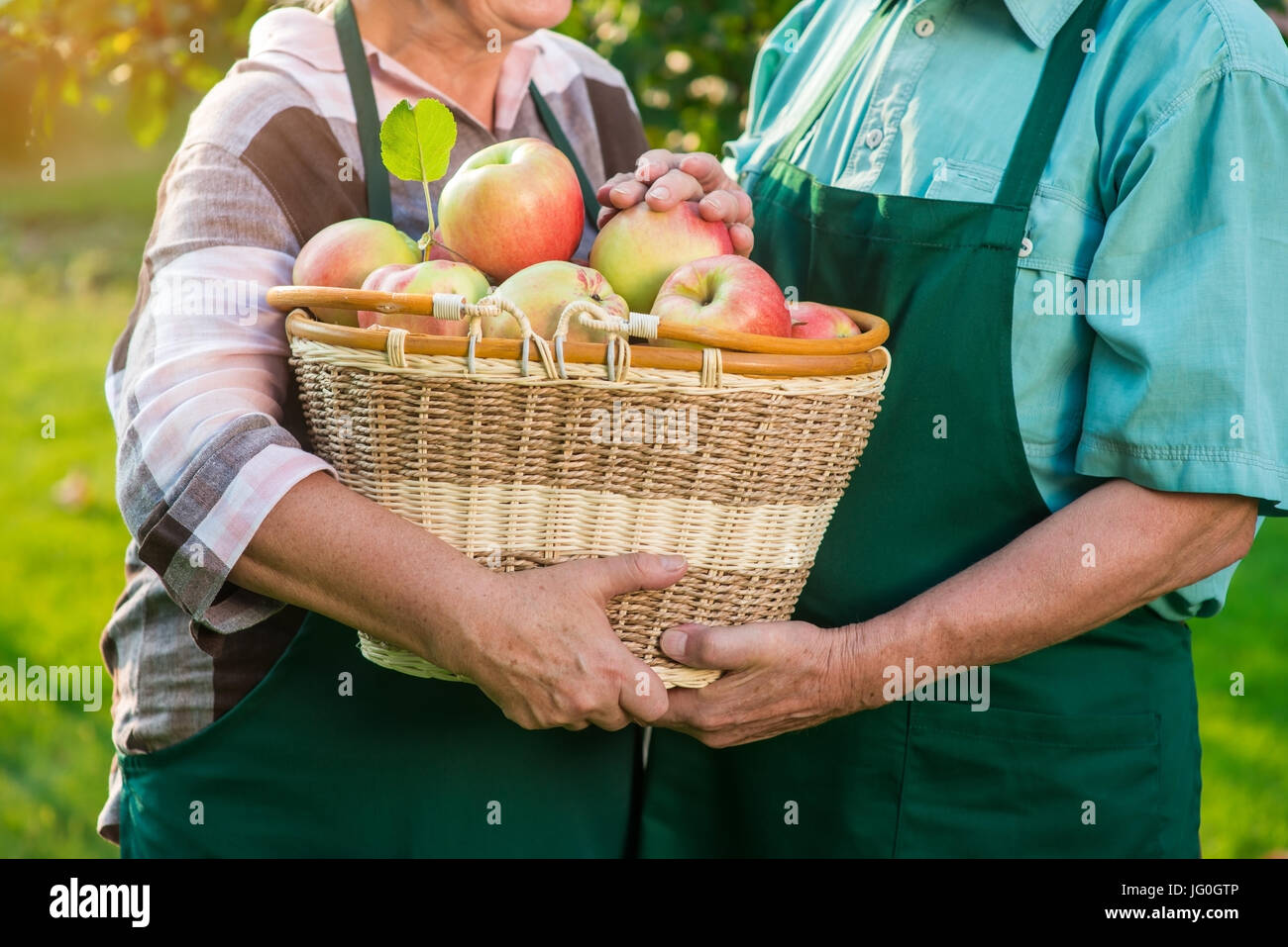 Hands of seniors, apple basket Stock Photo - Alamy