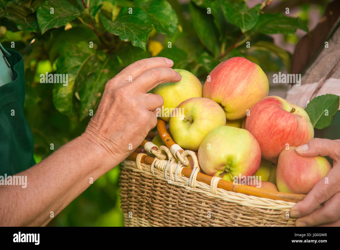 Hands of seniors and apples Stock Photo - Alamy