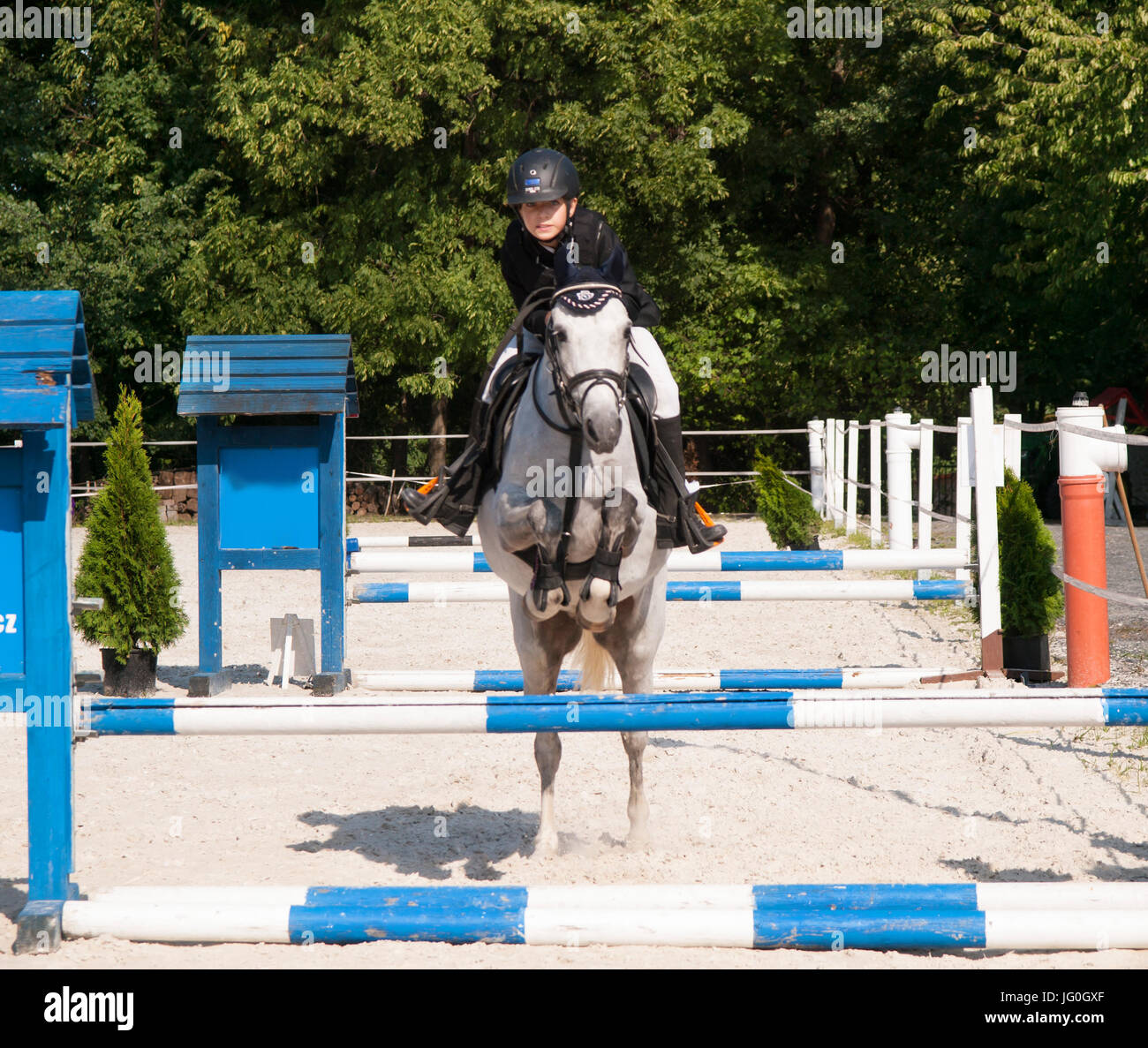 Girl with roan pony jumping over the hurdle on showjumping competition ...