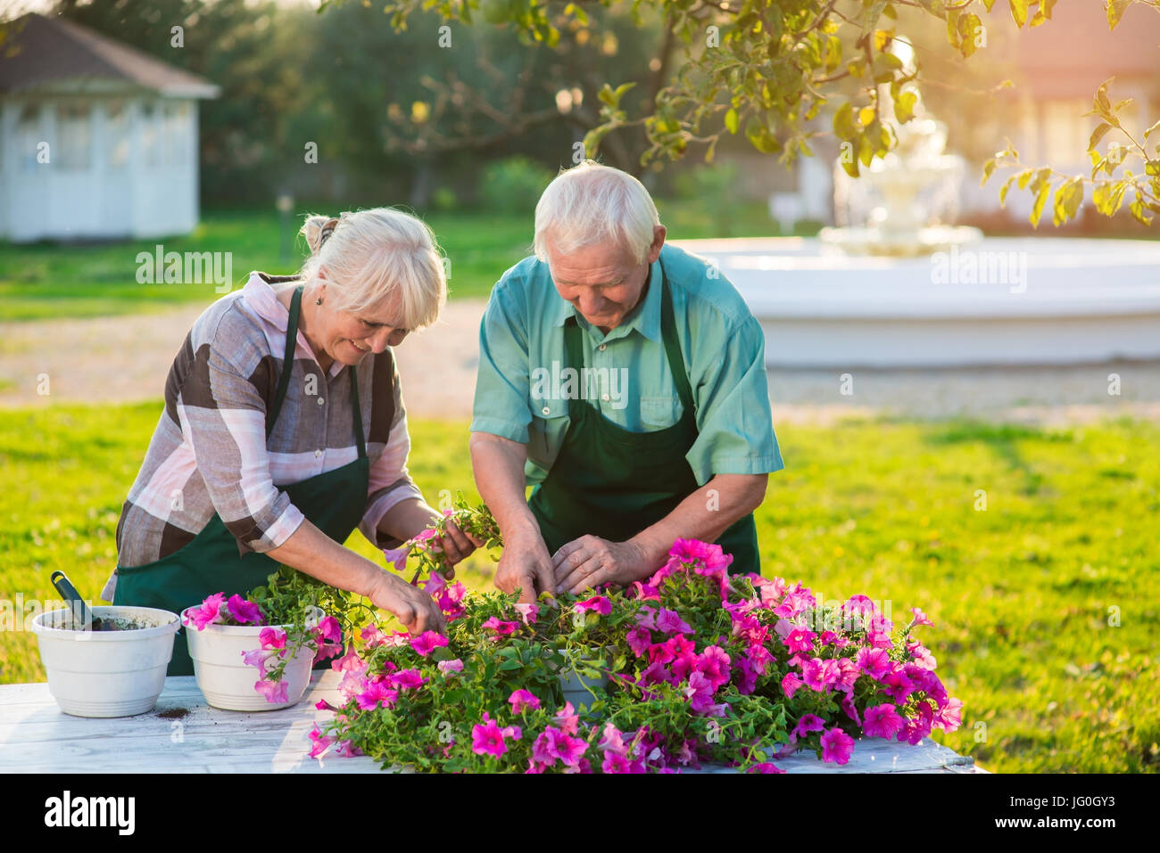 Couple transplanting flowers Stock Photo - Alamy
