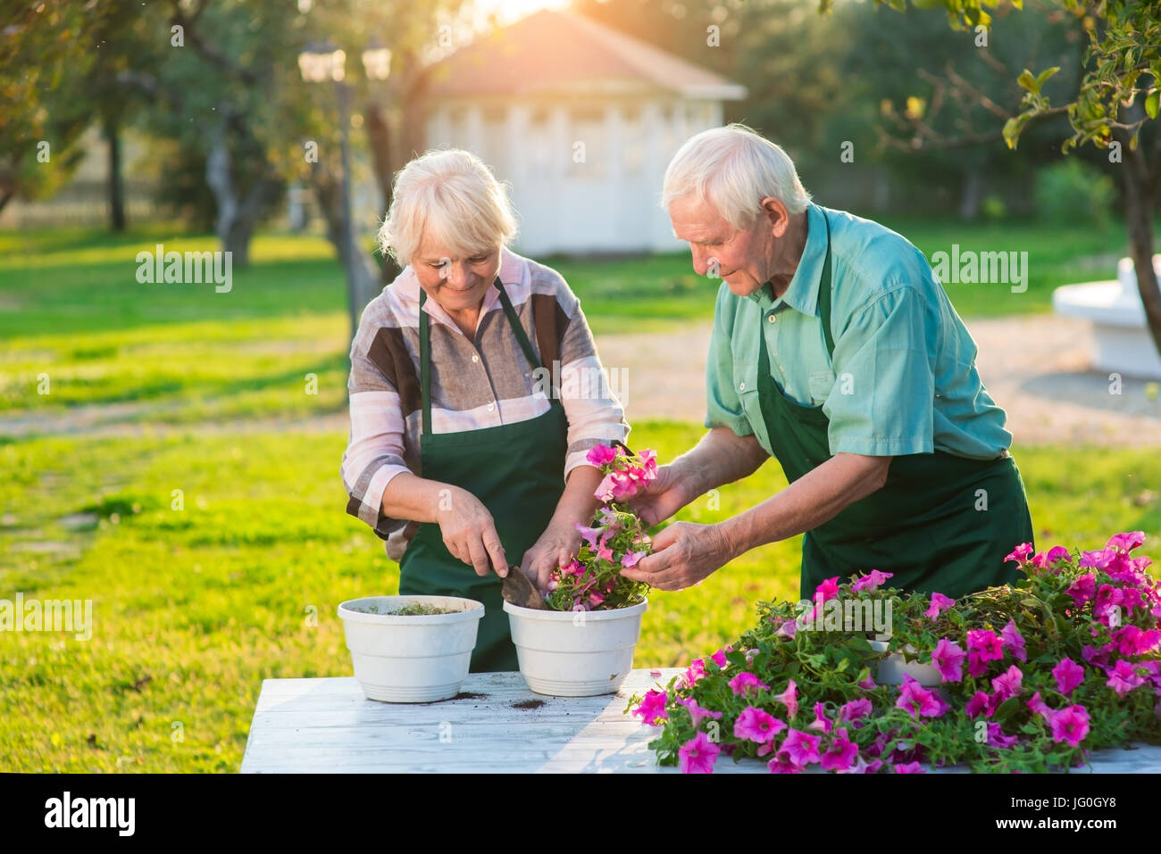 Old gardeners transplanting flowers Stock Photo - Alamy