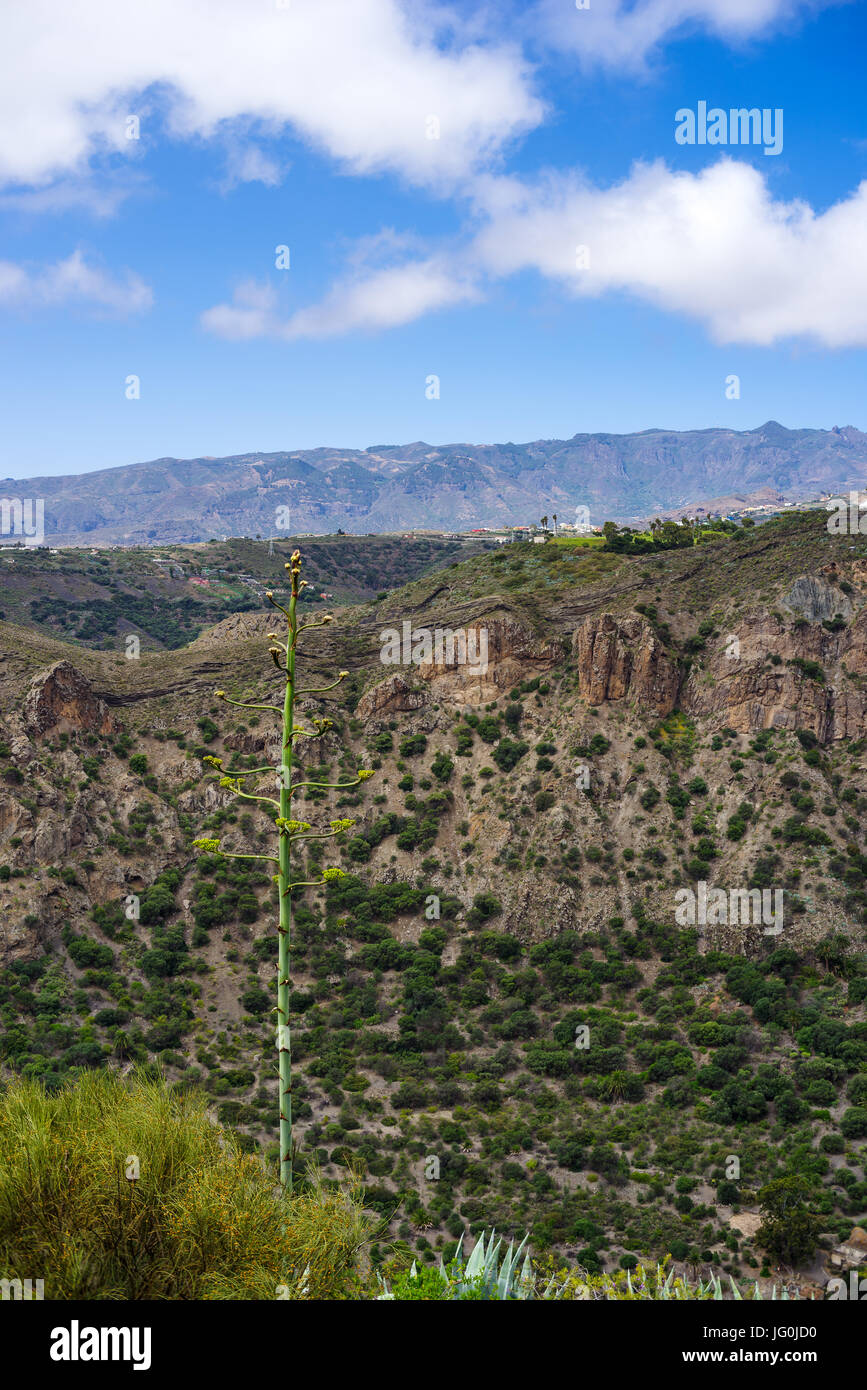 Flowering Century plant, Agavoideae, at the edge of the Bandama crater ...