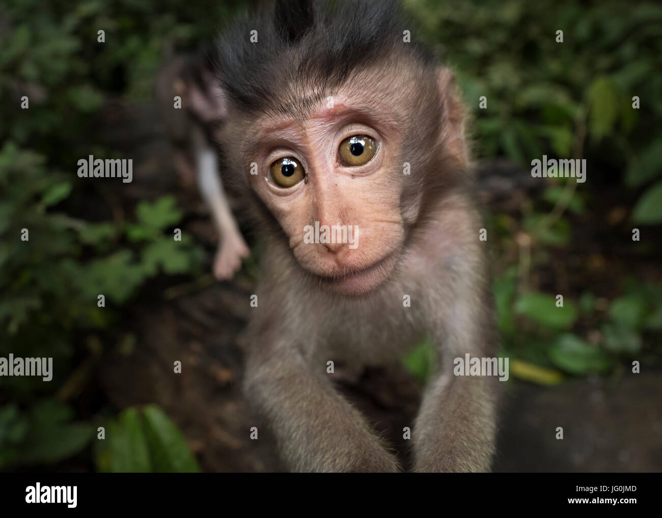Baby monkey hi-res stock photography and images - Alamy
