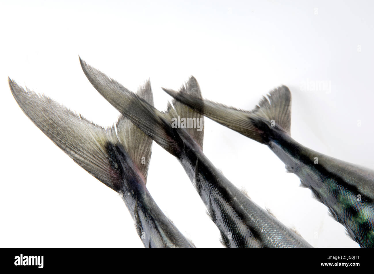 three tails of mackerel Stock Photo - Alamy