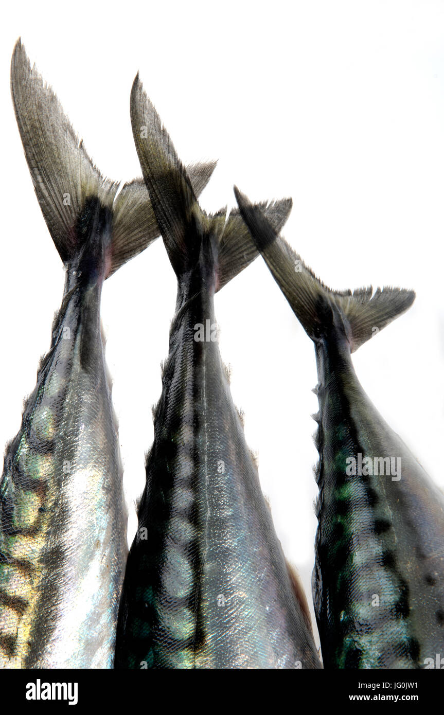 Three tails hi-res stock photography and images - Alamy