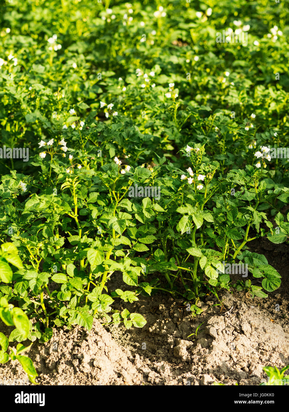 Potato plants growing in field Stock Photo - Alamy