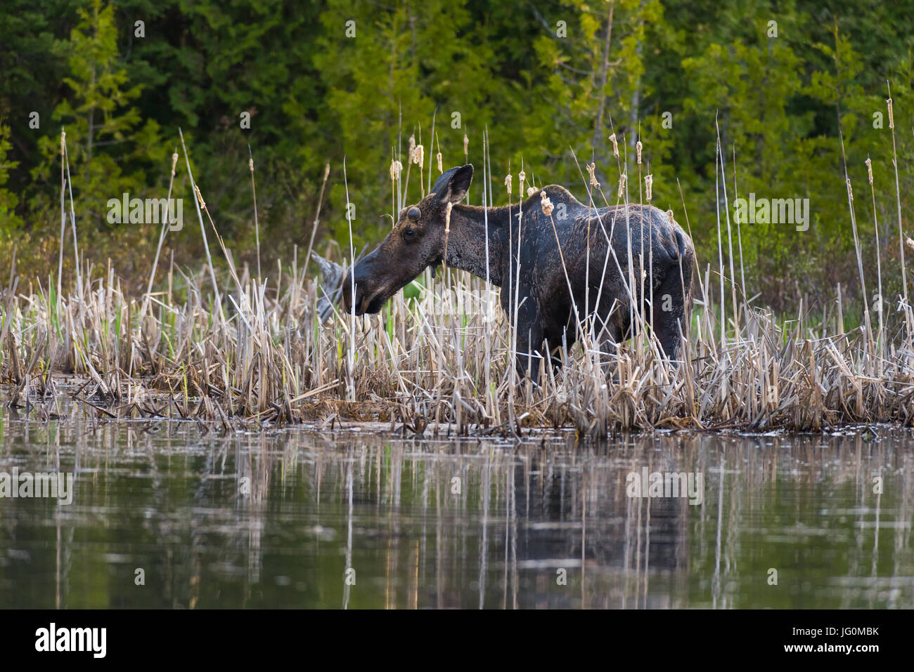 Bull moose foraging on hi-res stock photography and images - Alamy