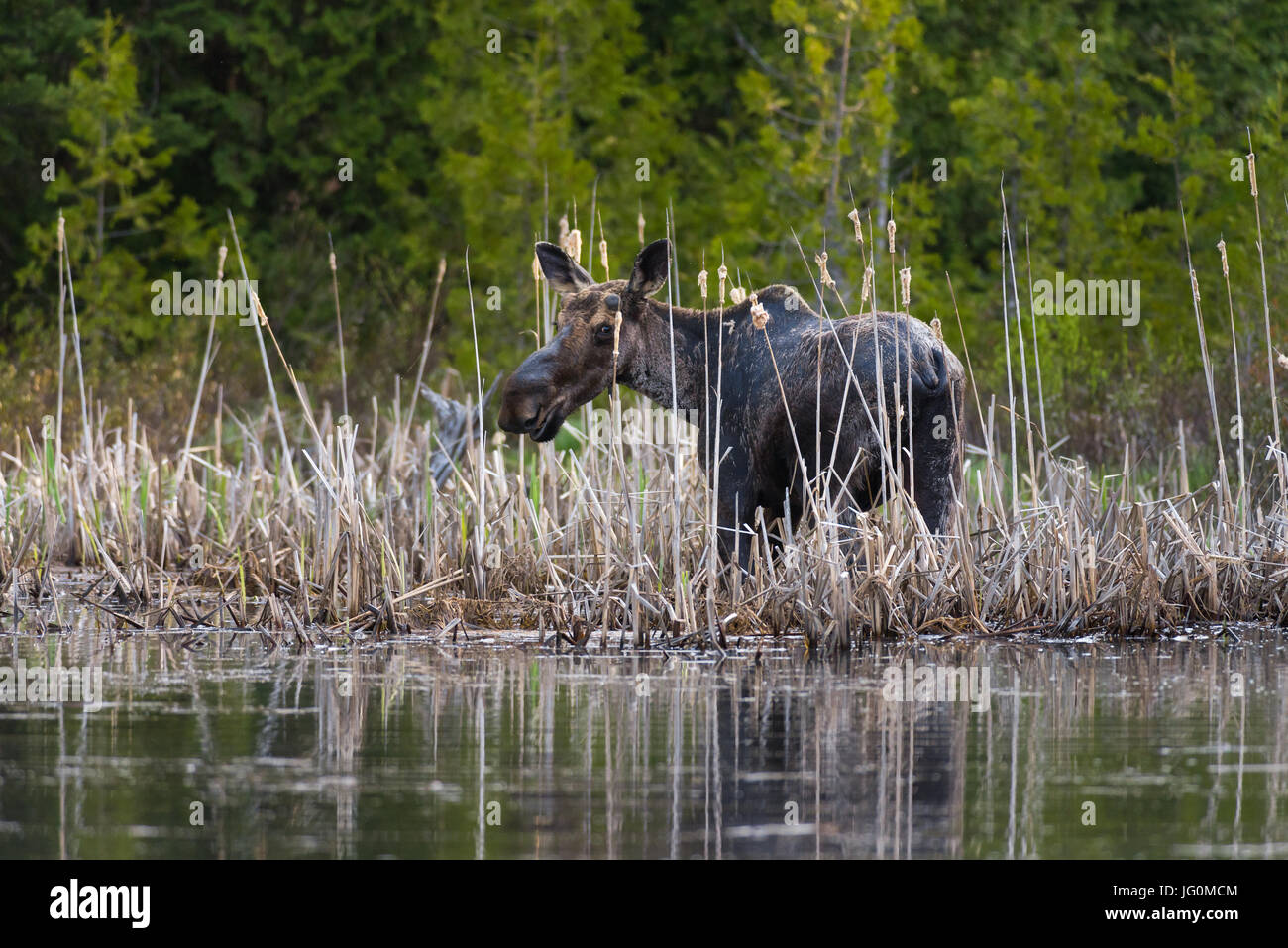 Algonquin provincial park moose lake hi-res stock photography and ...