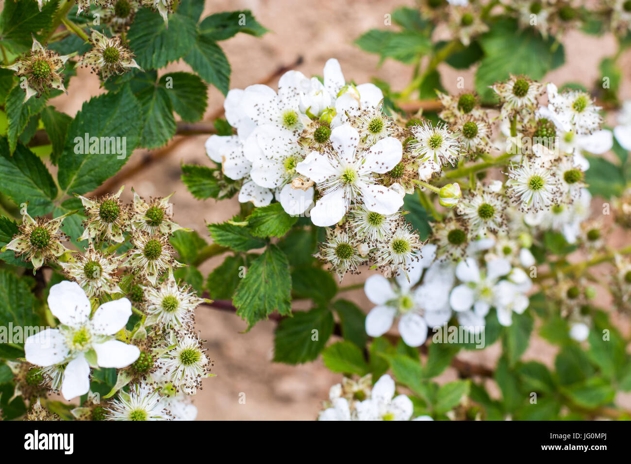 Bramble blackberry raspberry flower hi-res stock photography and images - Alamy
