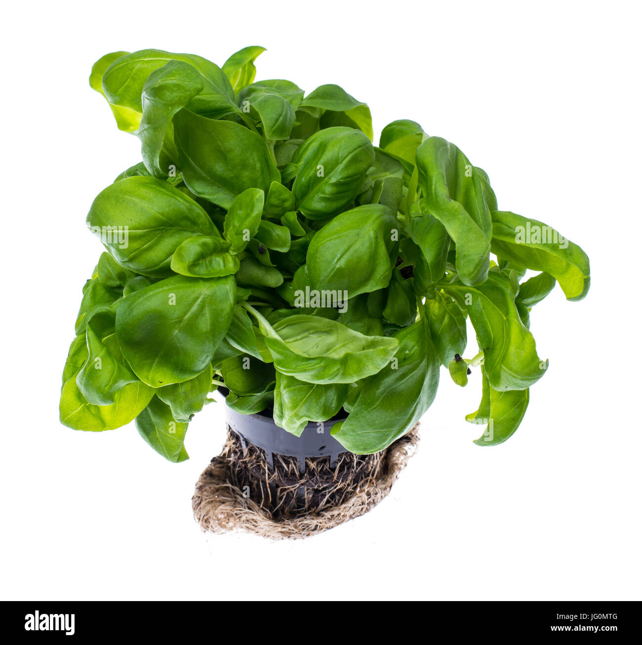 Fresh green basil with roots, grown in black plastic pot. Studio Photo ...