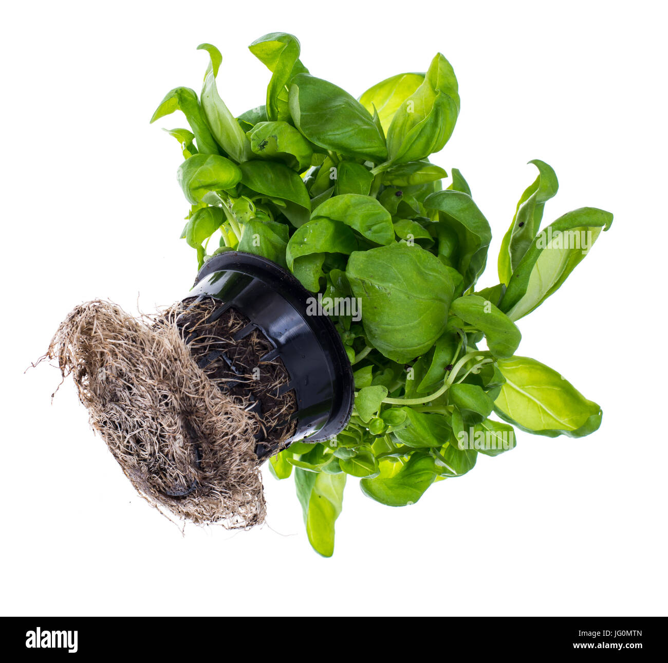 Fresh green basil with roots, grown in black plastic pot. Studio Photo ...