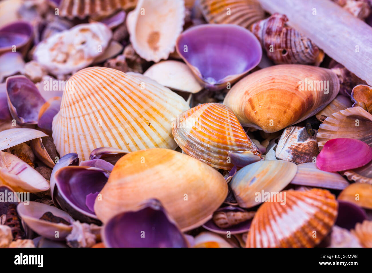 waves of sea shells floating on the beach Stock Photo - Alamy