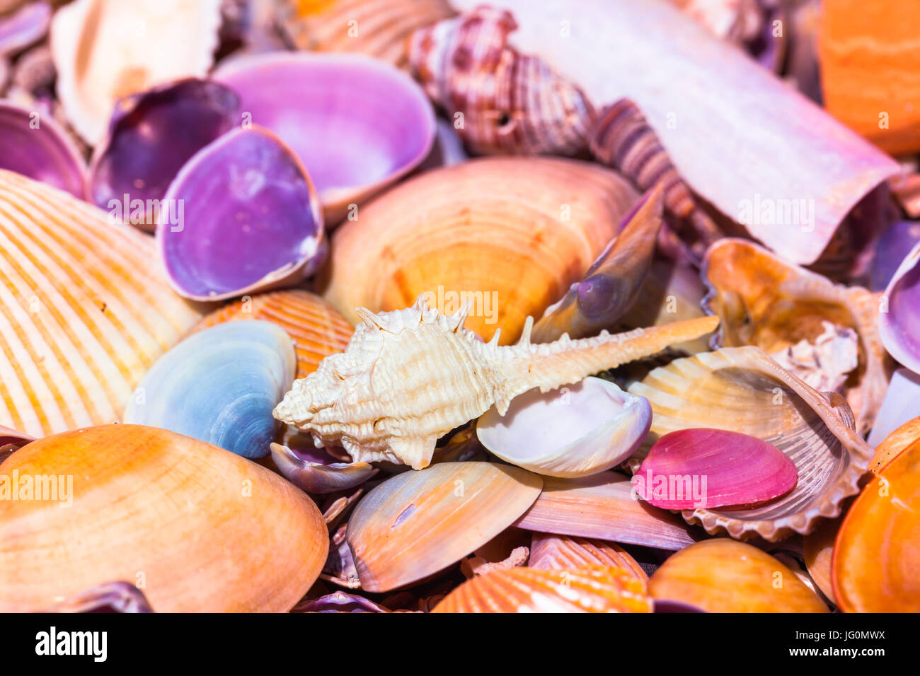 waves of sea shells floating on the beach Stock Photo - Alamy
