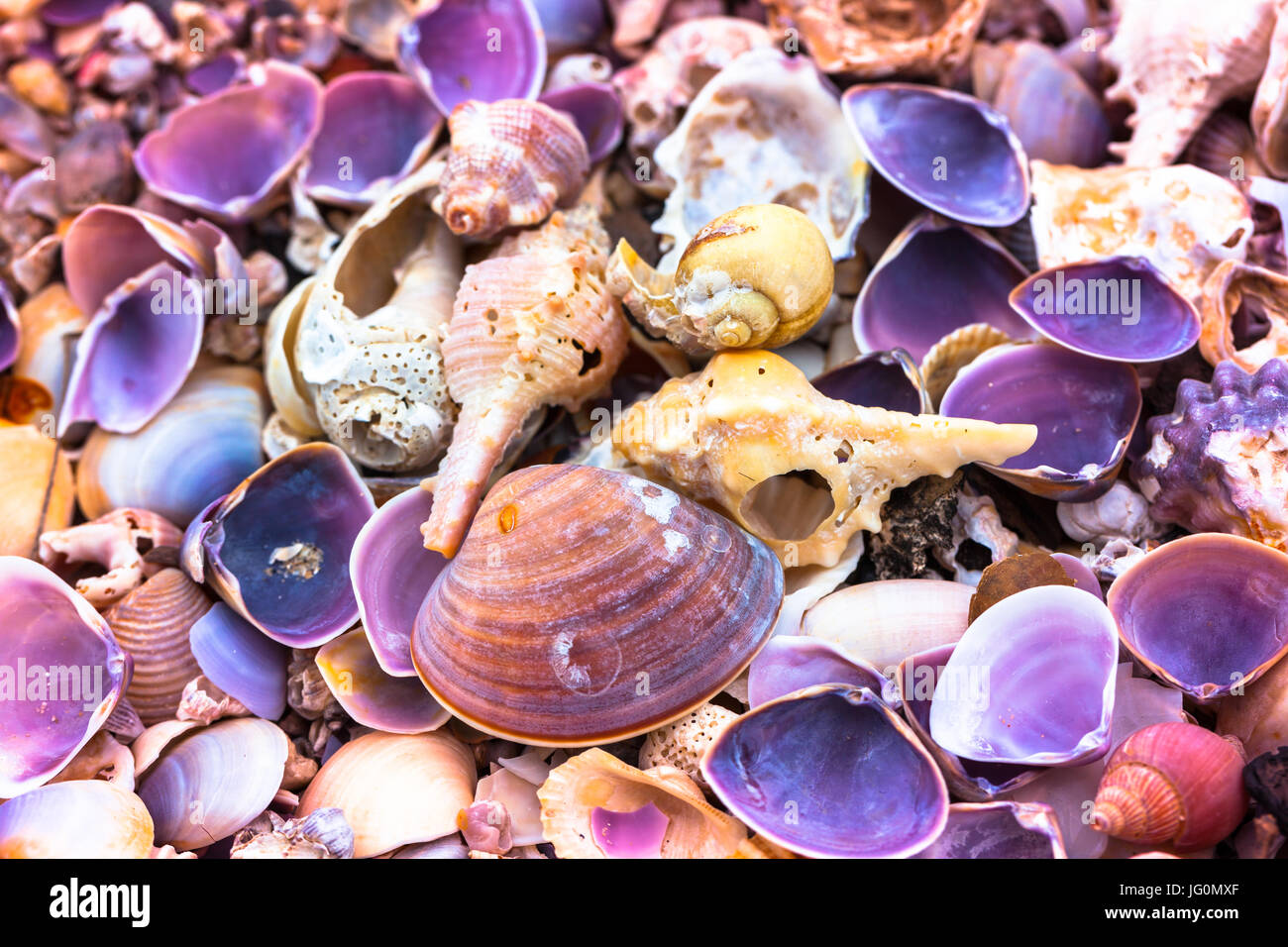 waves of sea shells floating on the beach Stock Photo - Alamy