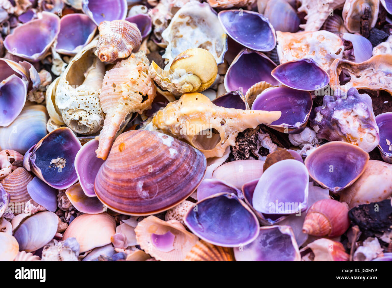 waves of sea shells floating on the beach Stock Photo - Alamy