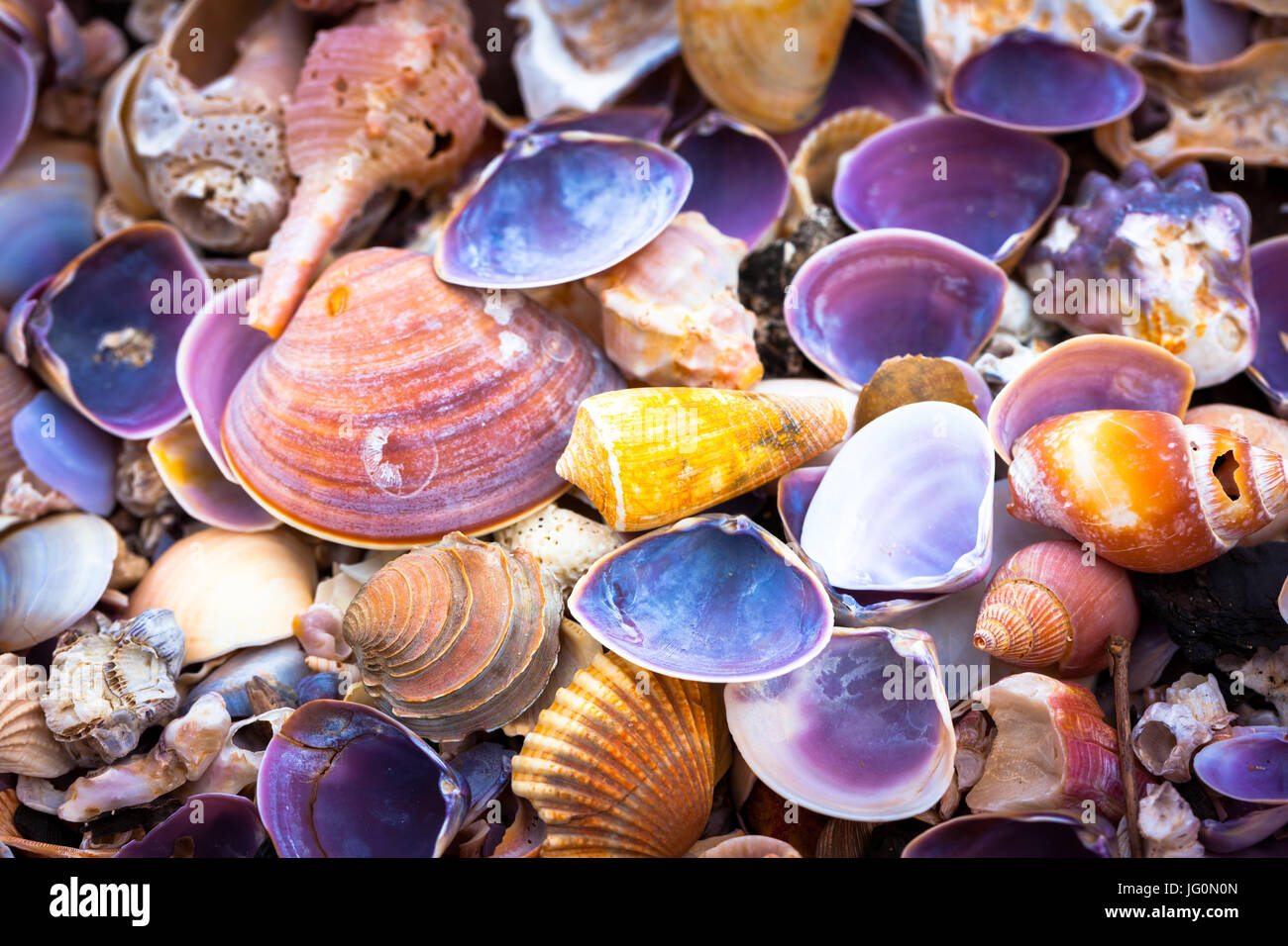 waves of sea shells floating on the beach Stock Photo - Alamy