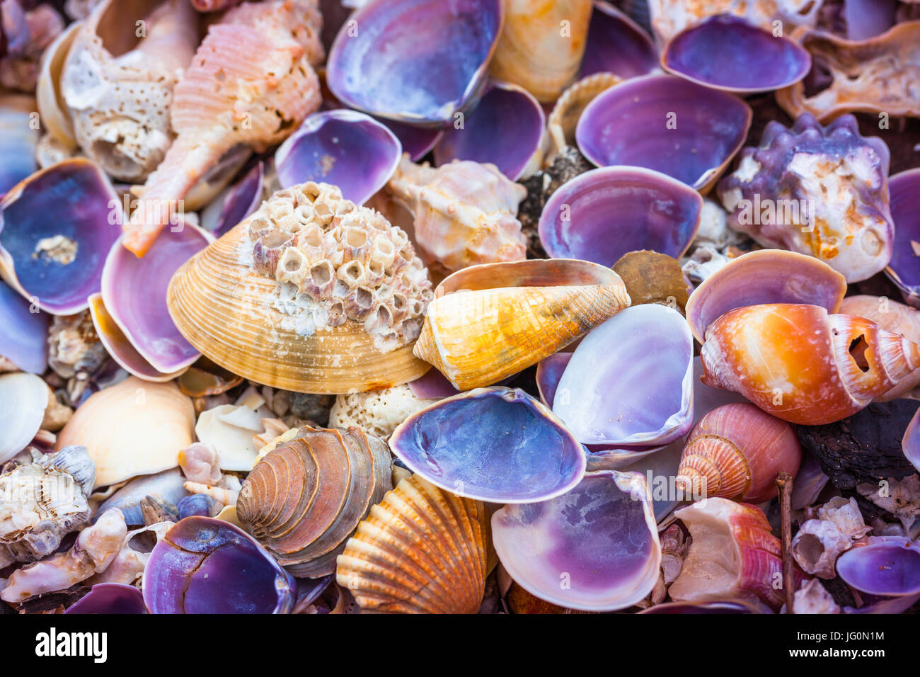 waves of sea shells floating on the beach Stock Photo - Alamy