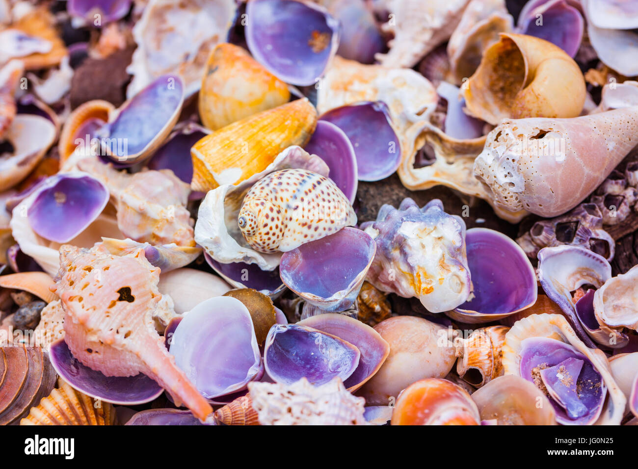 waves of sea shells floating on the beach Stock Photo - Alamy