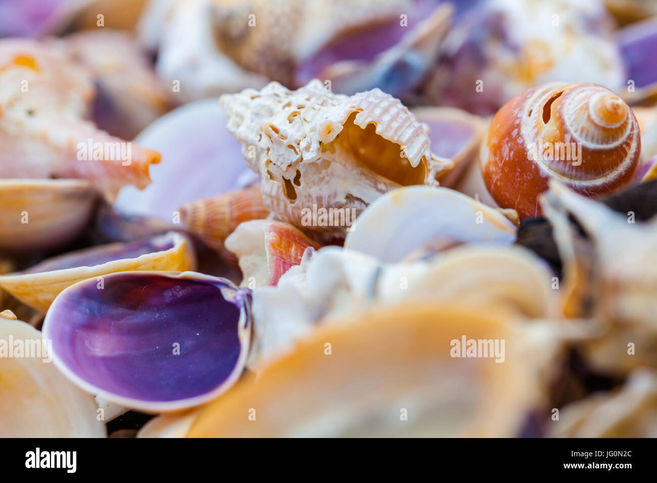 waves of sea shells floating on the beach Stock Photo - Alamy