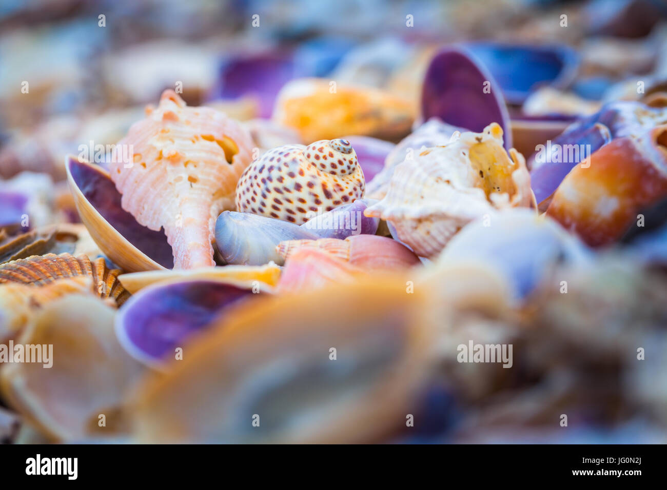 waves of sea shells floating on the beach Stock Photo - Alamy
