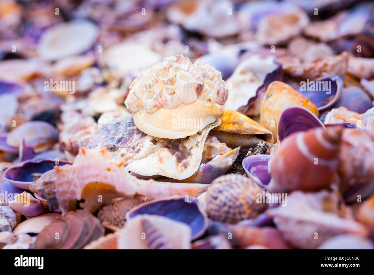 waves of sea shells floating on the beach Stock Photo - Alamy