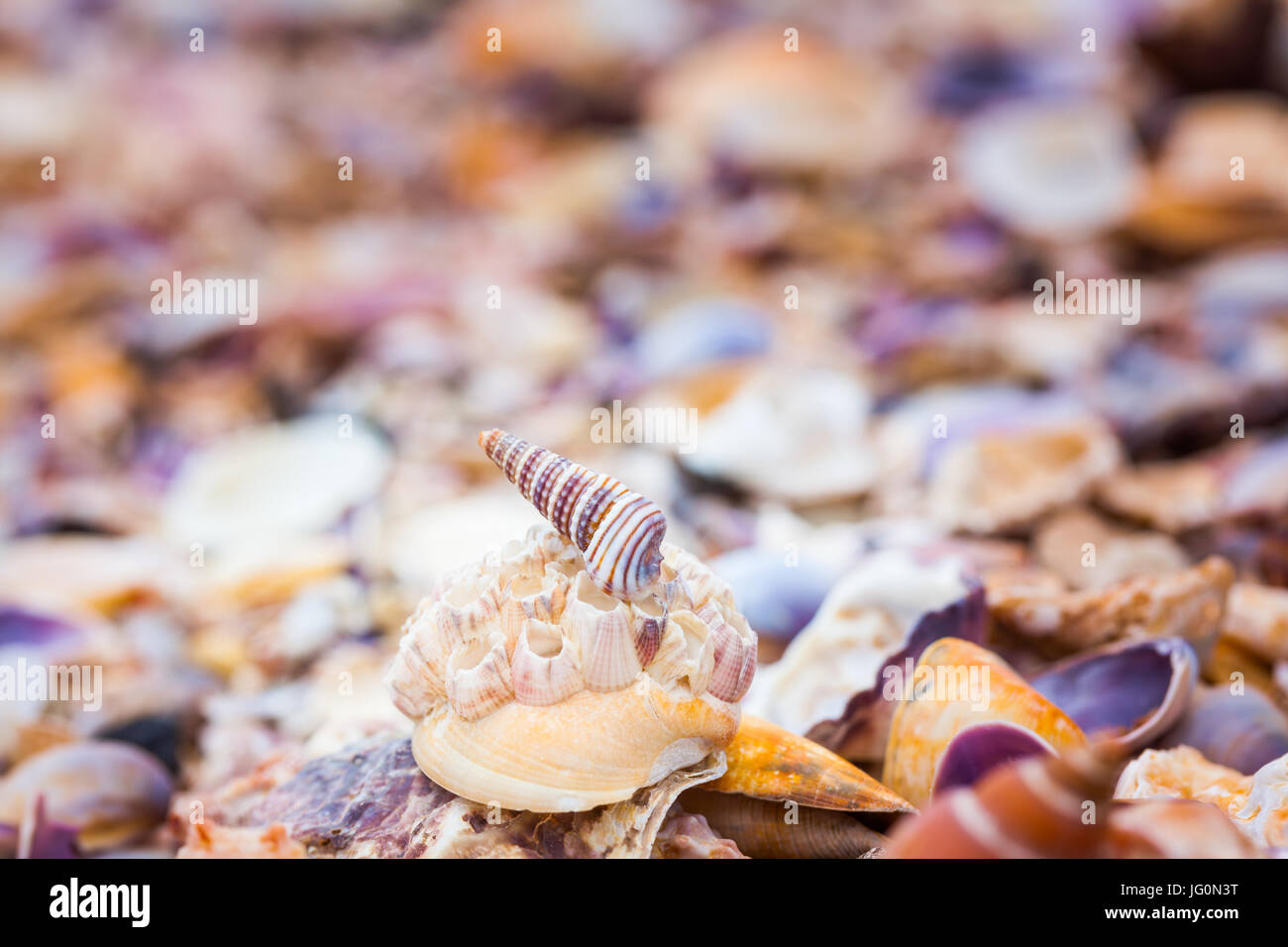 waves of sea shells floating on the beach Stock Photo - Alamy